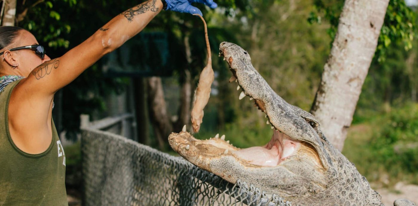 Alligator Feeding Show | Everglades Alligator Farm