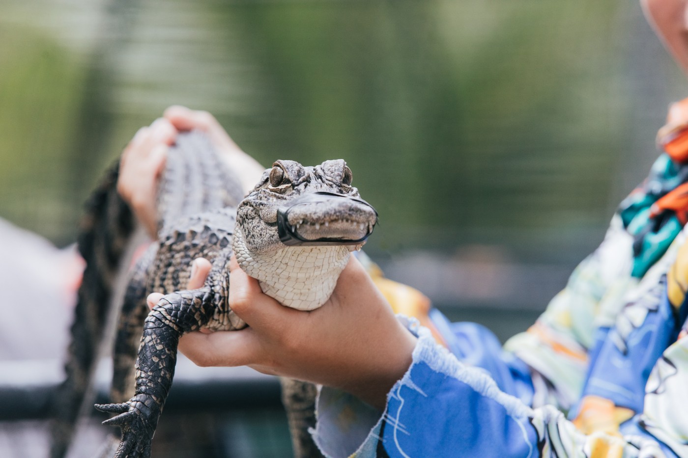 Alligator Encounter | Everglades Alligator Farm