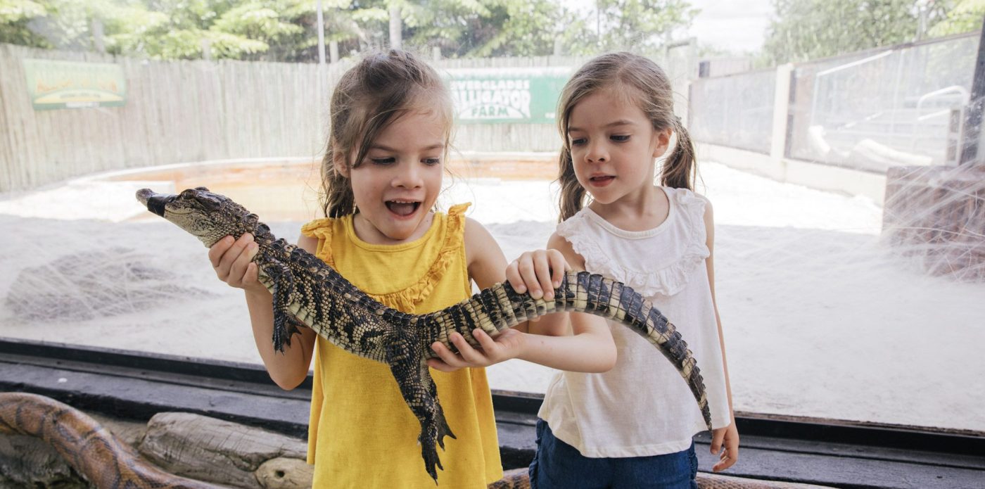 Live Alligators & Reptile Shows | Everglades Alligator Farm