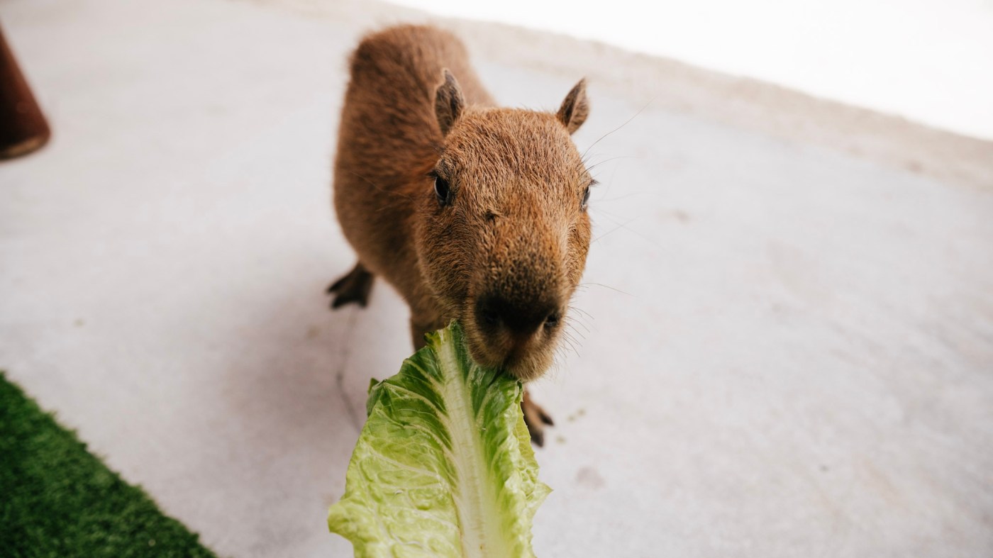 Capybara Encounter Add On | Everglades Alligator Farm